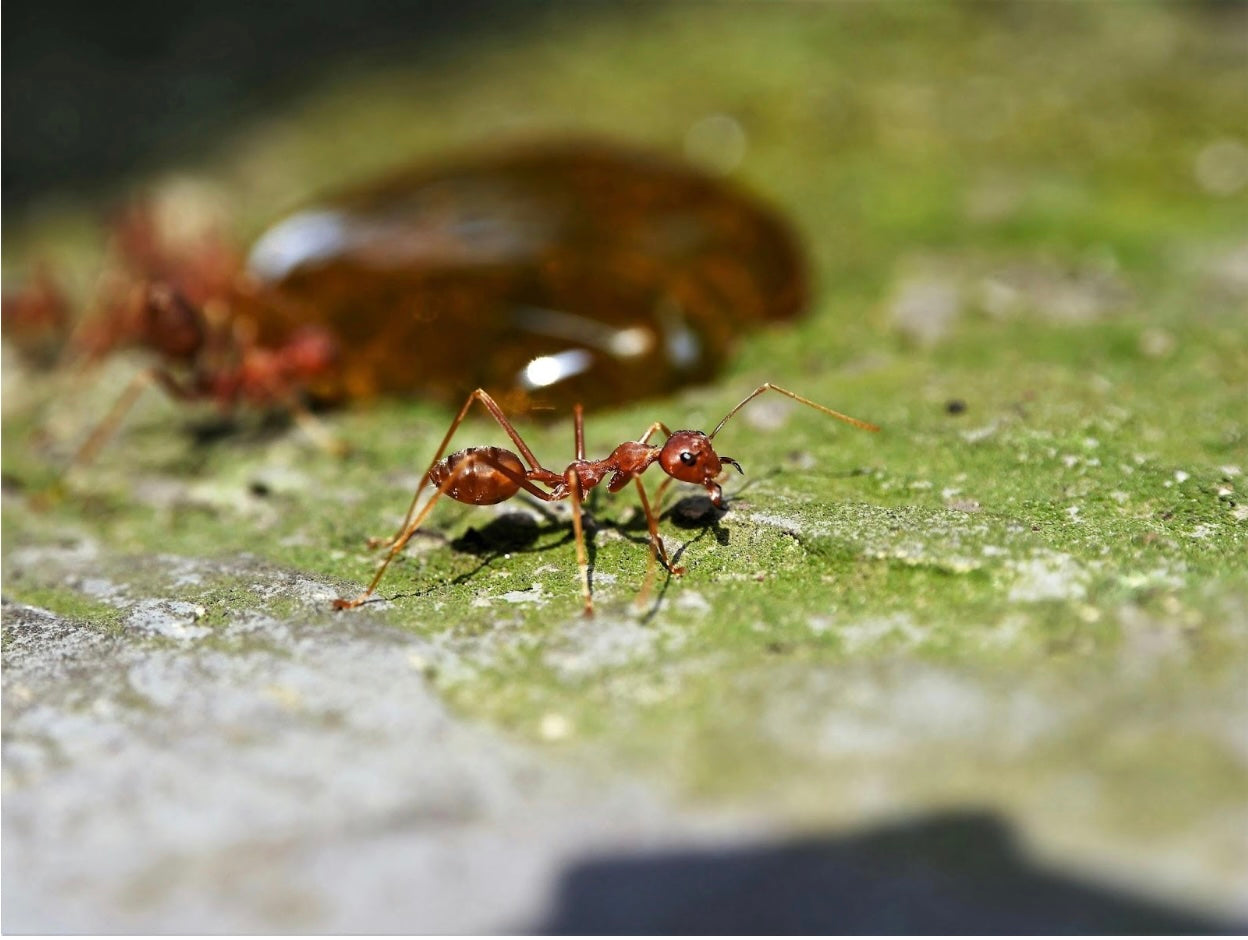 How to Shield Your Home From Silent Termite Threats – Finn + Emma